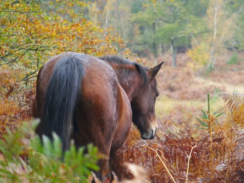 Best dog walks in the New Forest - Rays of Adventure